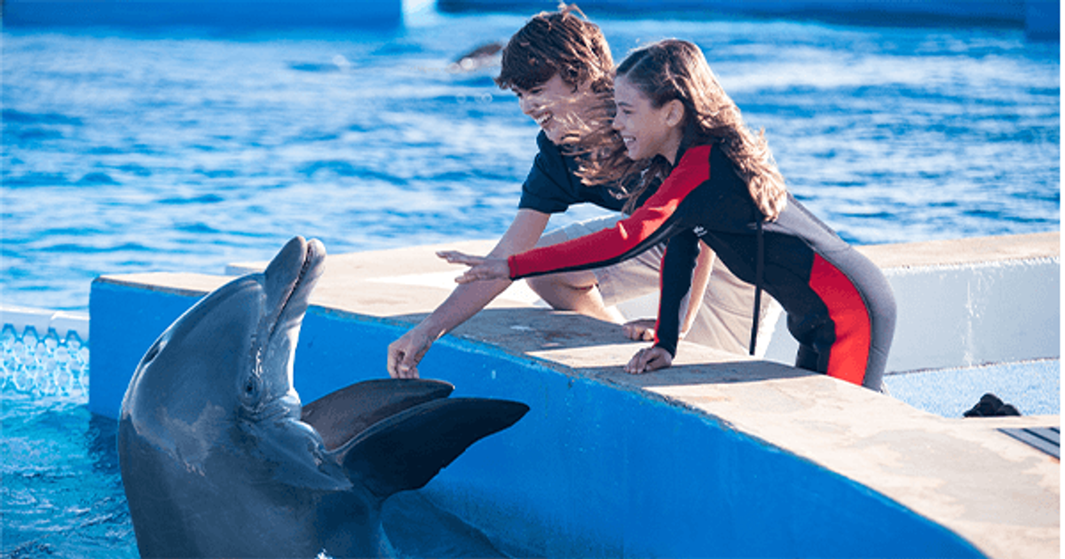 Delfinul Bernie 2 | Bernie the Dolphin 2 | Film online de aventură | VOYO