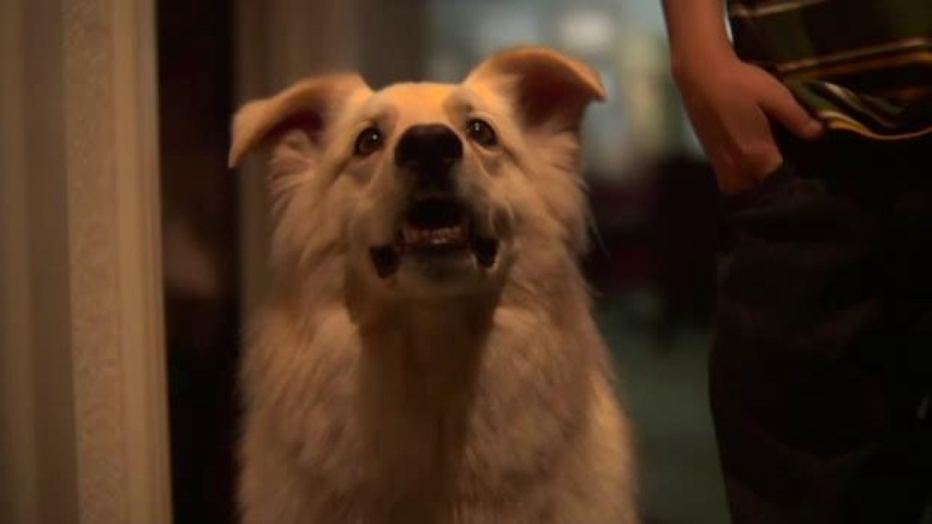 Cățelul detectiv | Cop Dog | Vezi filmul online | VOYO